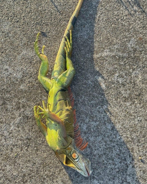 Llueven iguanas congeladas en EE.UU. Llaman a no molestarlas
