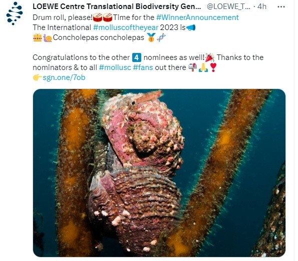 Laboratorio alemán elige al loco chileno como molusco del año